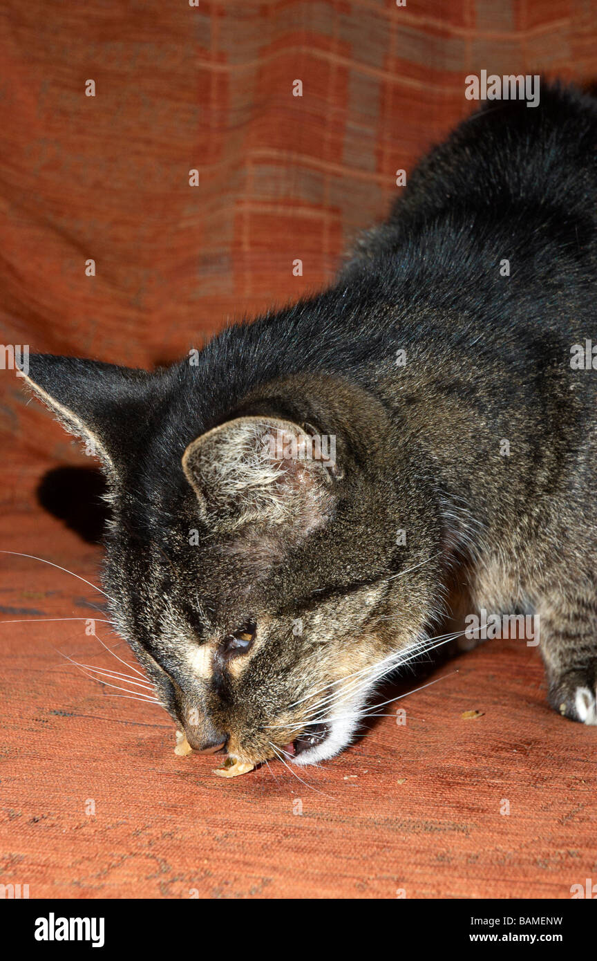 An old cat eating on a cushion Stock Photo - Alamy
