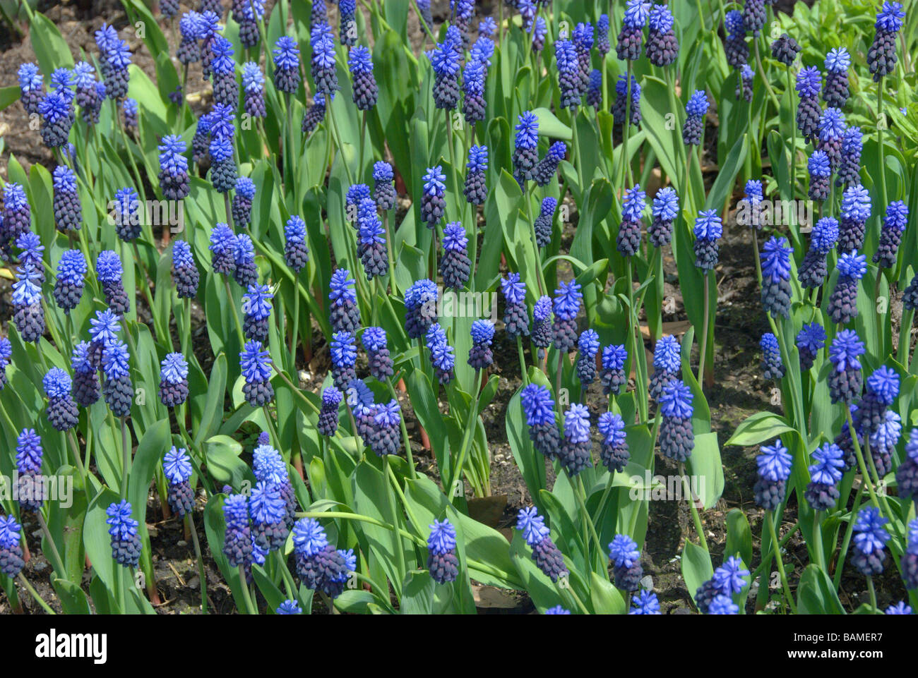 A spring bed of hyacinth fills the scene Stock Photo - Alamy