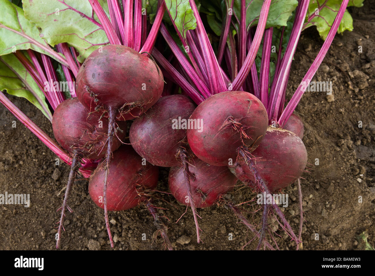 Beet root, soil hi-res stock photography and images - Alamy