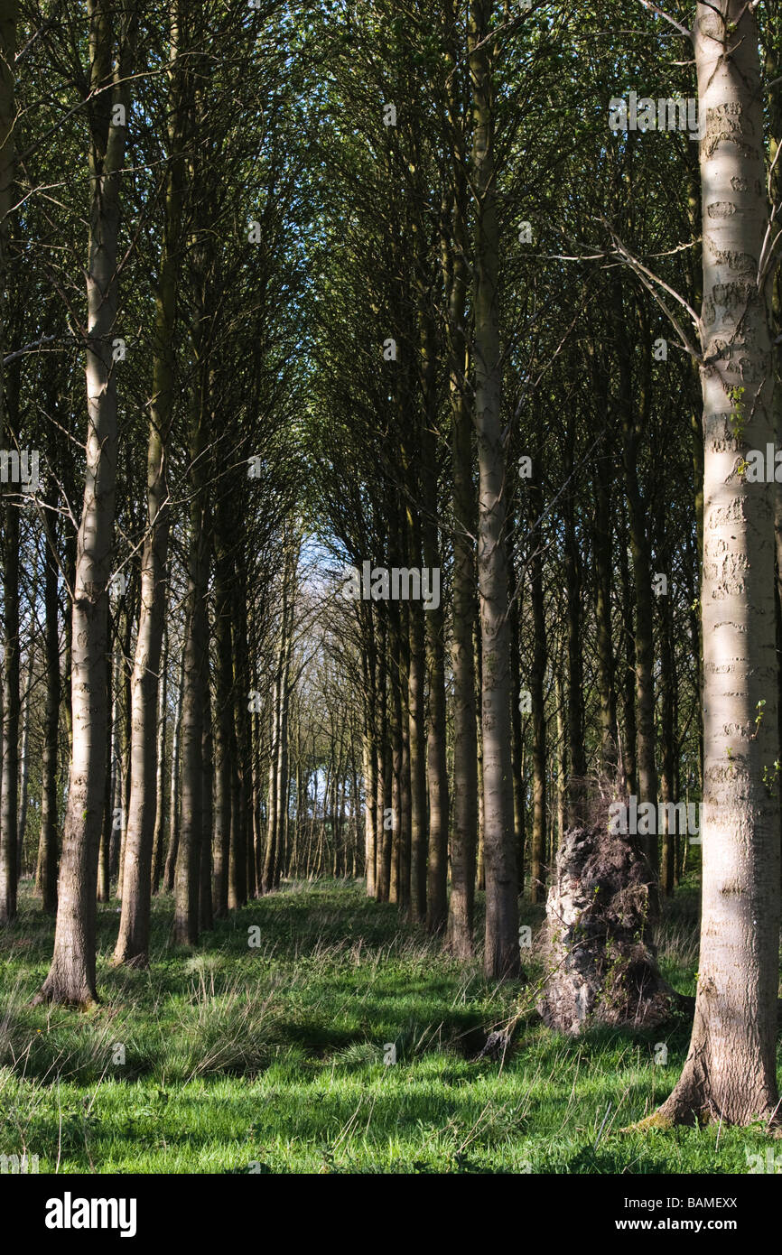 Poplar Tree Palantation, Burton Agnes, East Yorkshire, England, UK ...