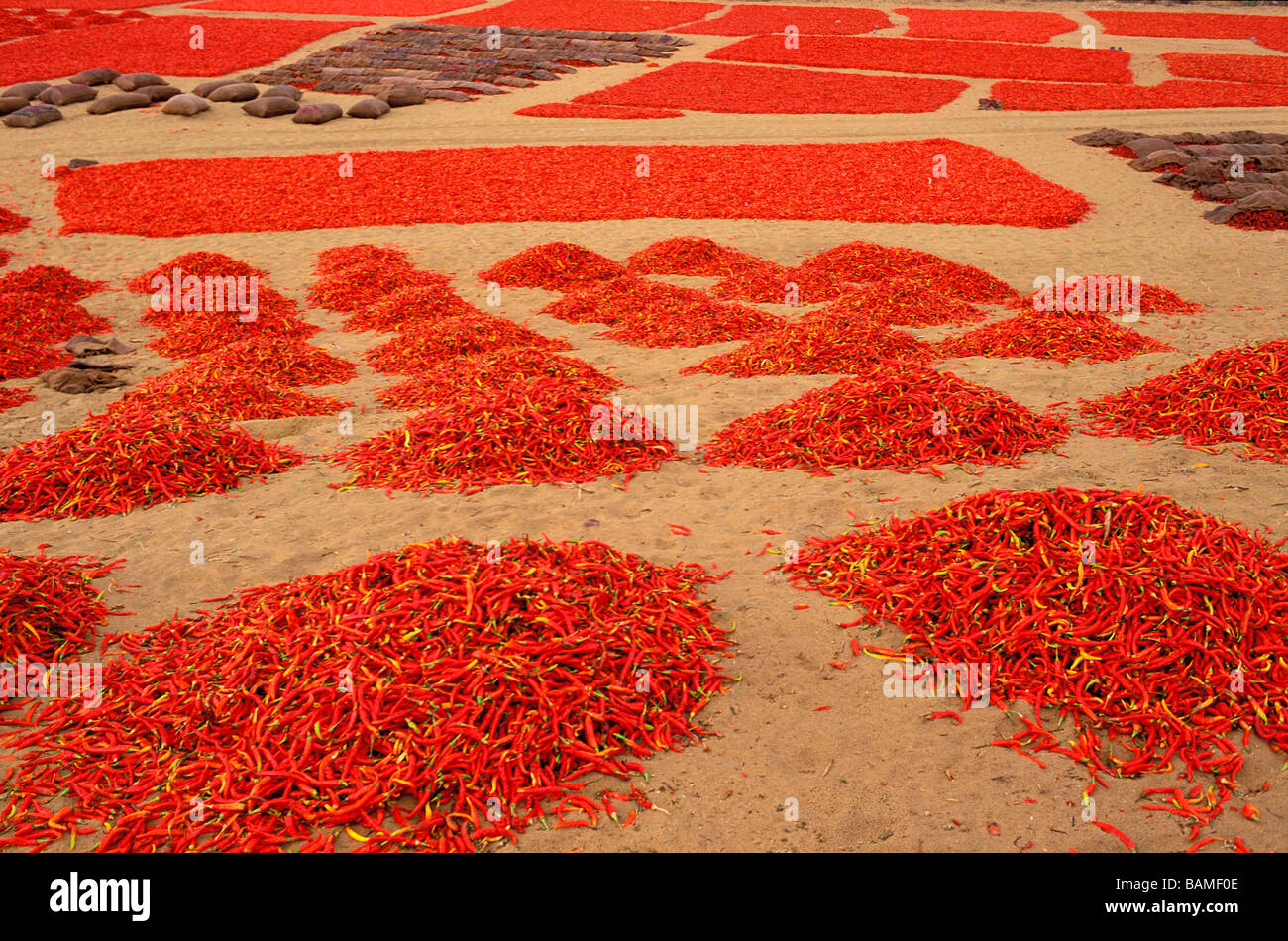India, Rajasthan State, drying chili pepper Stock Photo - Alamy