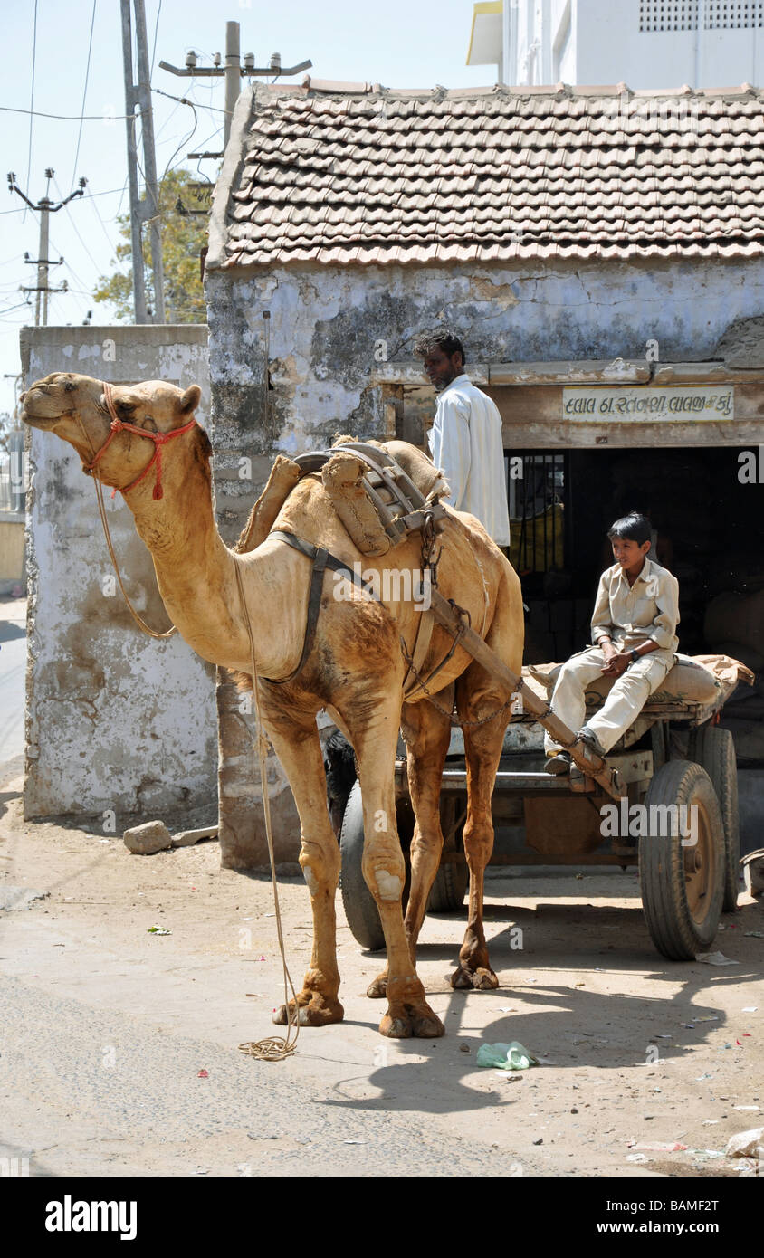 Gujarat camel hi-res stock photography and images - Alamy