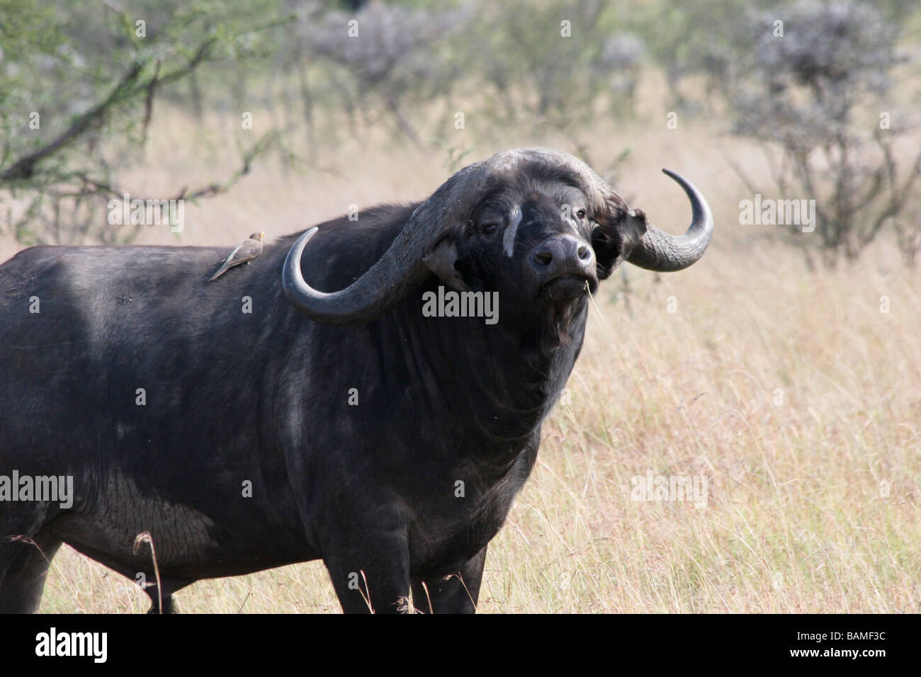 Africa Tanzania Ngorongoro National Park African Buffalo AKA Cape ...