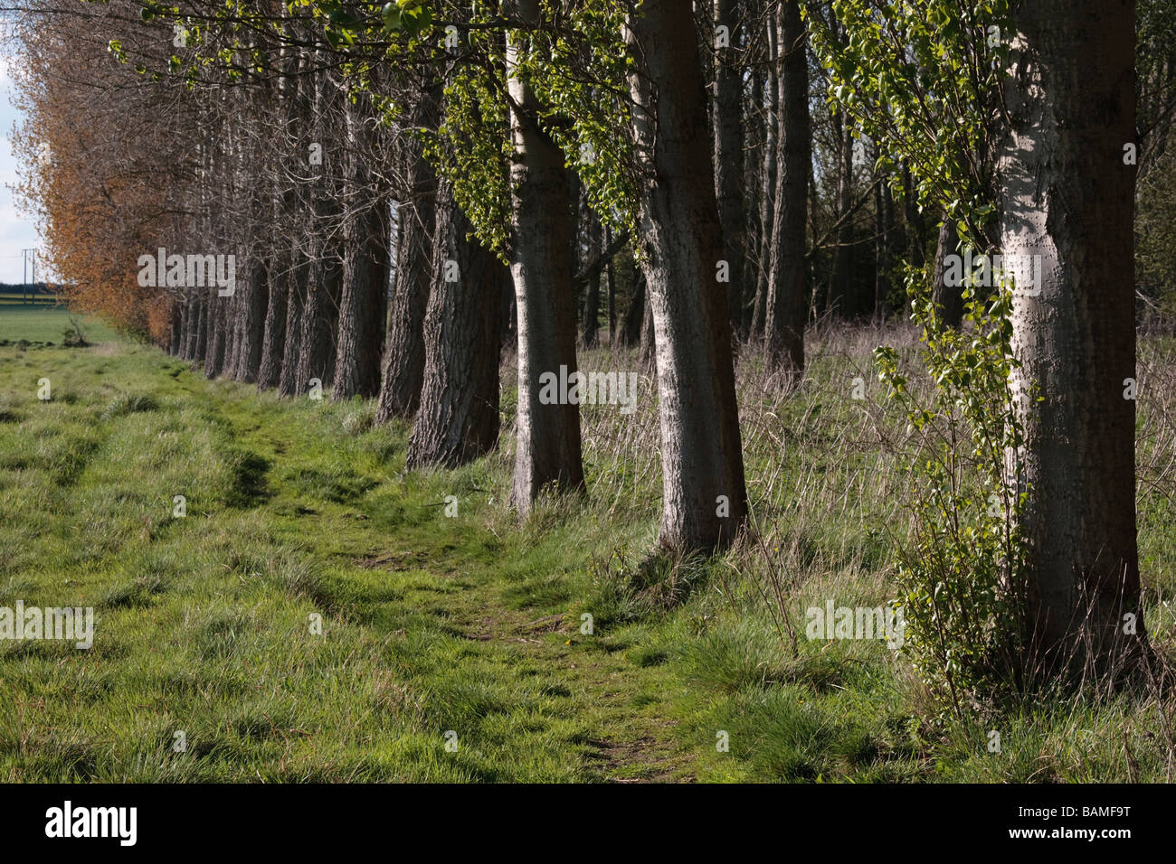 Poplar avenue hi-res stock photography and images - Alamy
