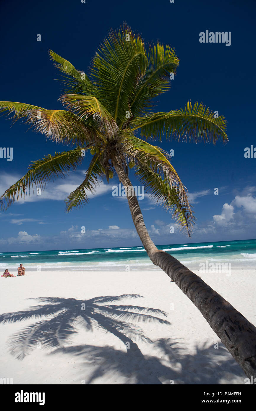 Palm tree on Tulum beach Mexico Stock Photo - Alamy