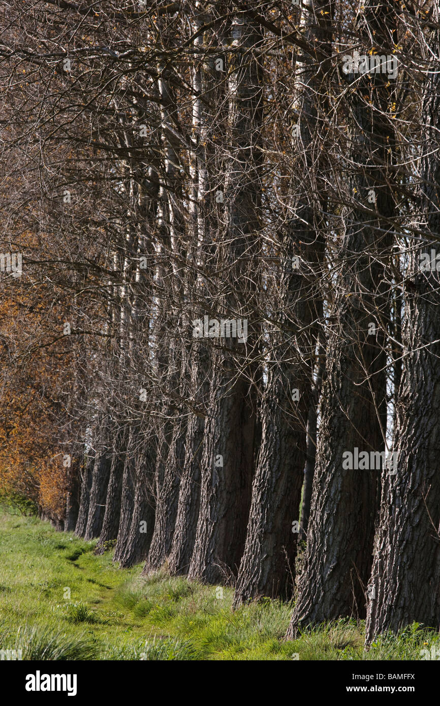Poplar Tree Palantation, Burton Agnes, East Yorkshire, England, UK ...