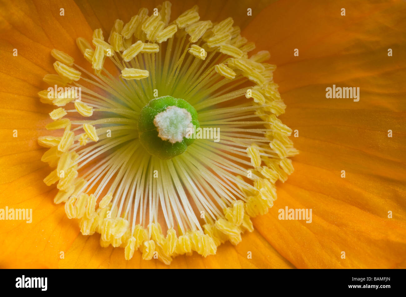 Close-up of an Iceland poppy Stock Photo - Alamy