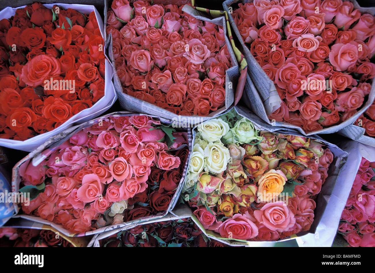 Bangkok flower hi-res stock photography and images - Alamy