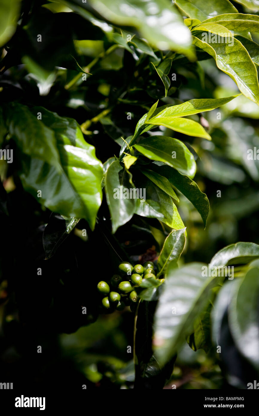 Groundnuts from Africa, Malawi Stock Photo - Alamy