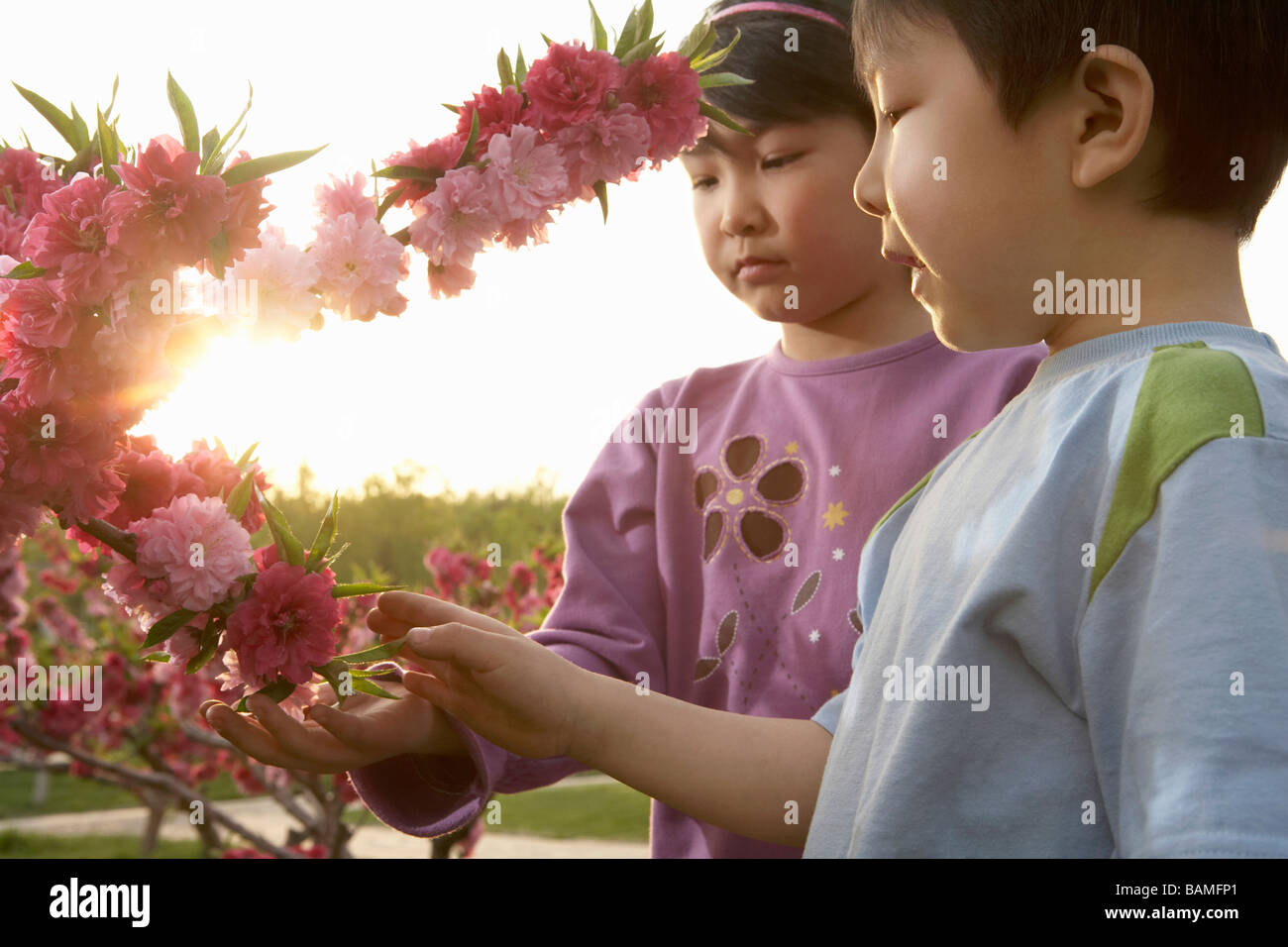 Young Children Touching Flowers In The Park Stock Photo - Alamy