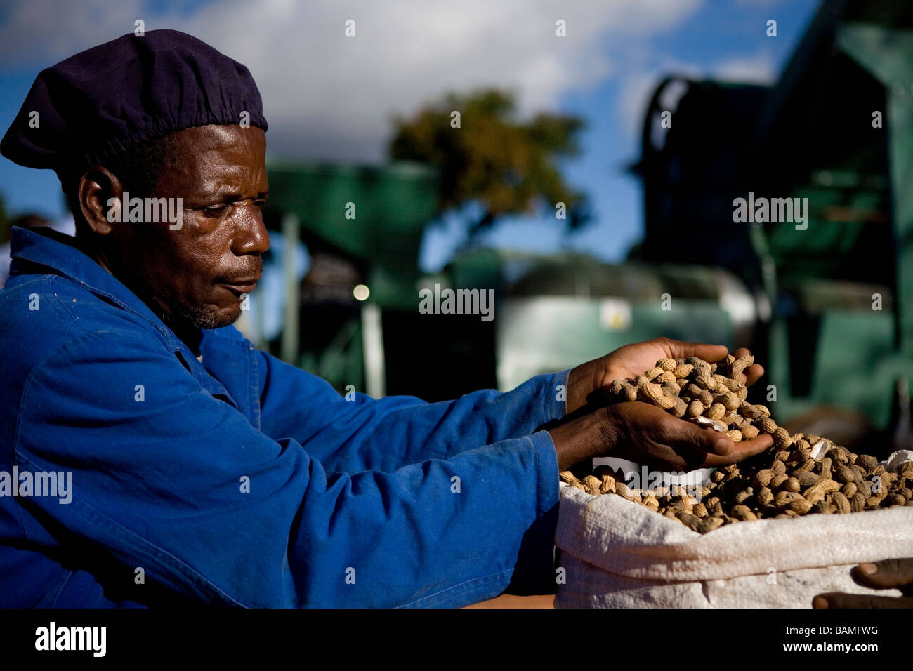 Nut farmer, Malawi Stock Photo - Alamy