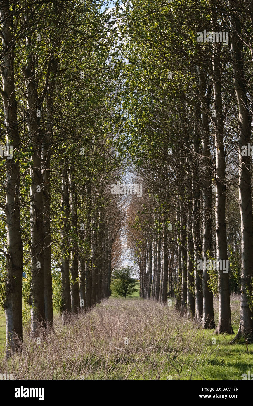 Poplar Tree Palantation, Burton Agnes, East Yorkshire, England, UK ...