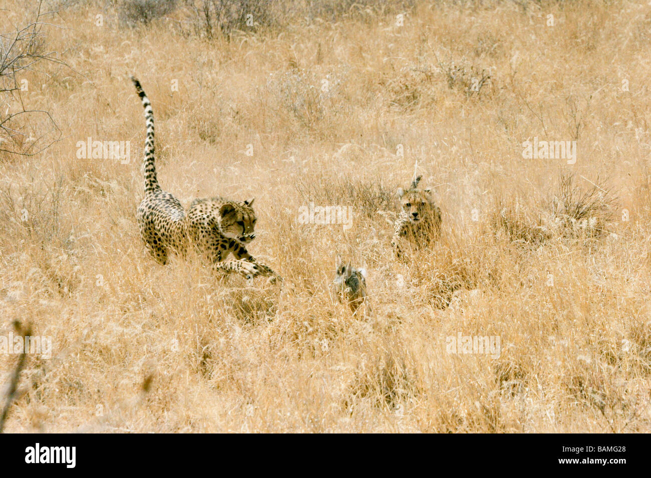 Animal chase animal hi-res stock photography and images - Alamy