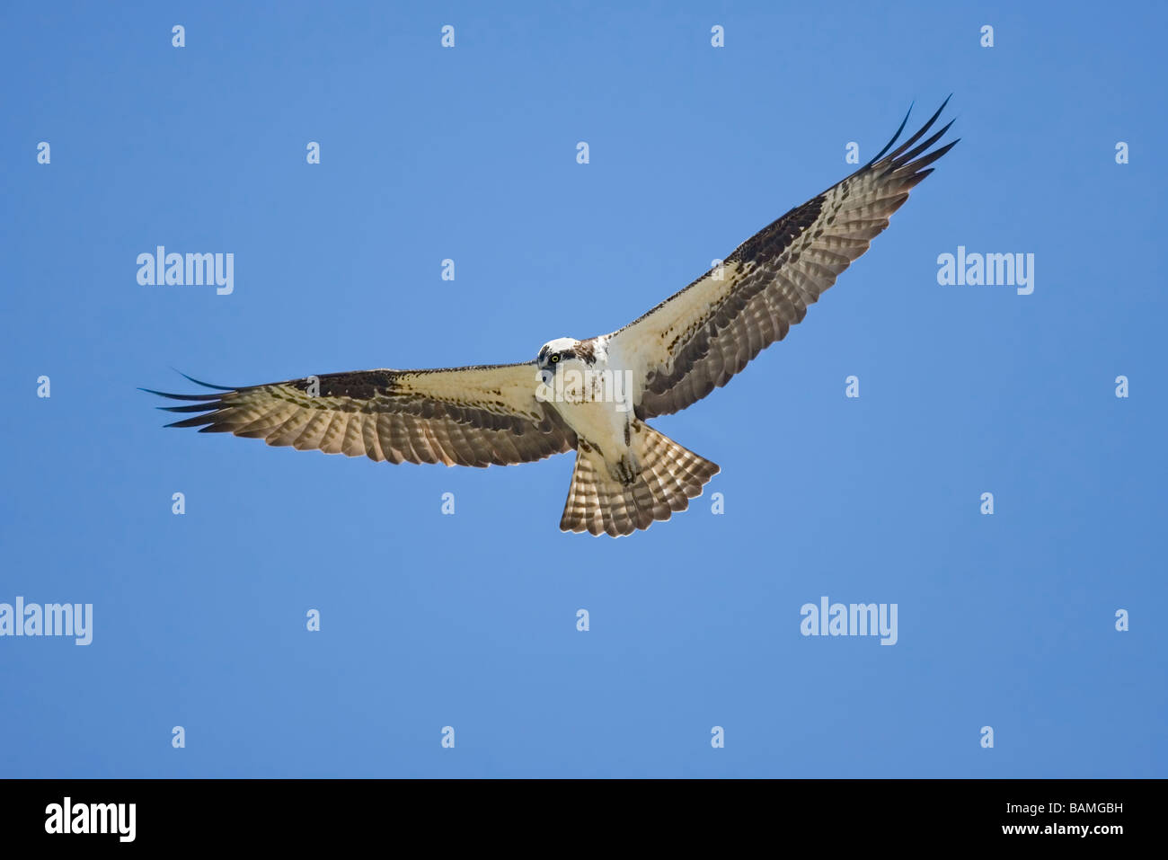 Bird talons hi-res stock photography and images - Alamy
