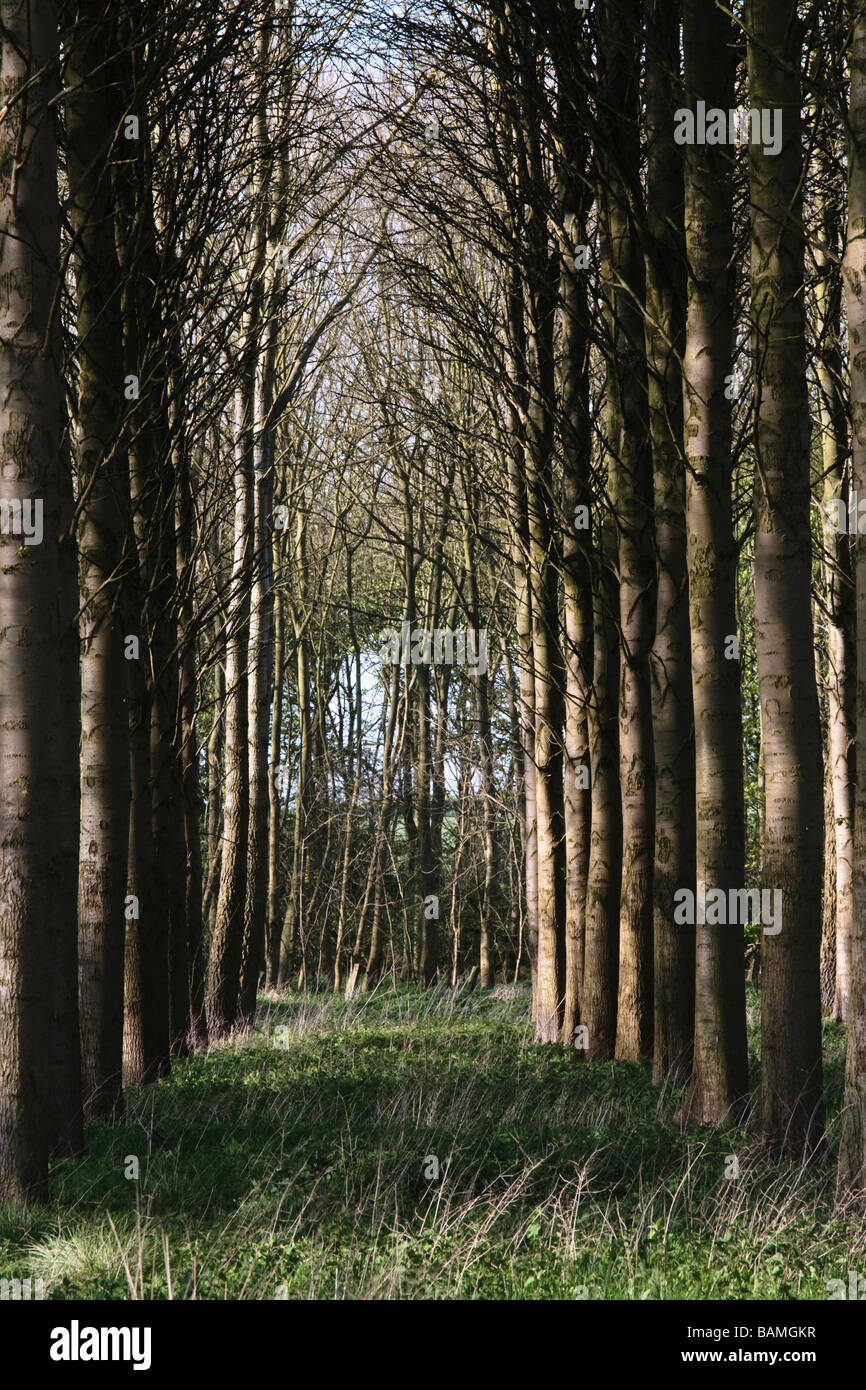 Poplar Tree Palantation, Burton Agnes, East Yorkshire, England, UK ...