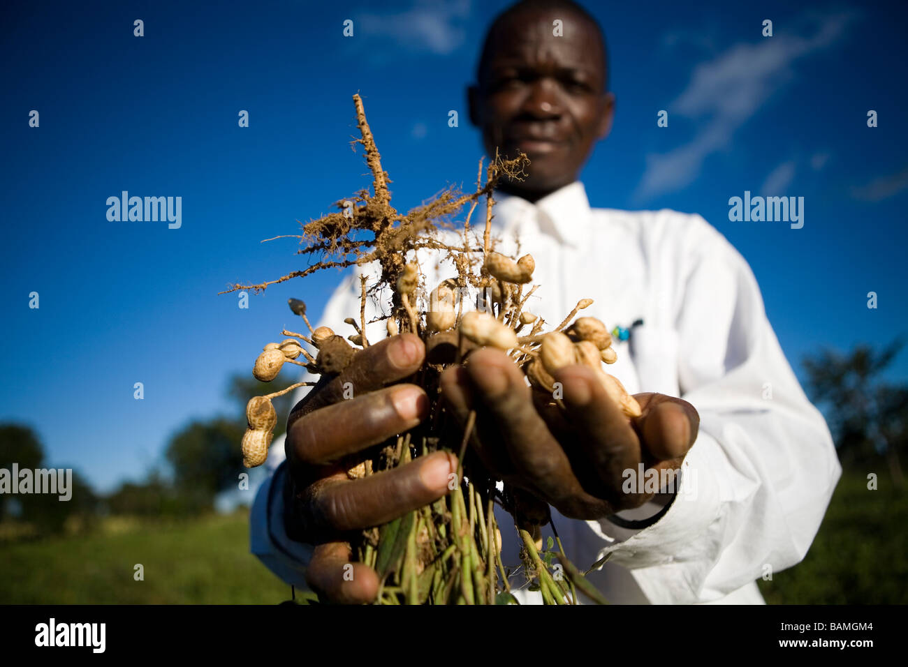 Nut farmer, Malawi Stock Photo - Alamy
