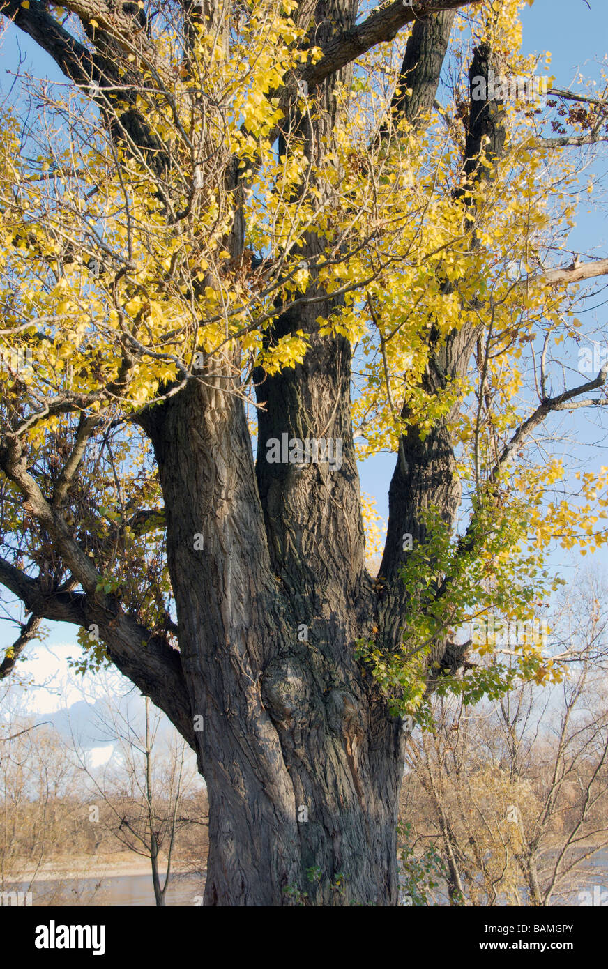 Tree with yellow leaves Stock Photo - Alamy