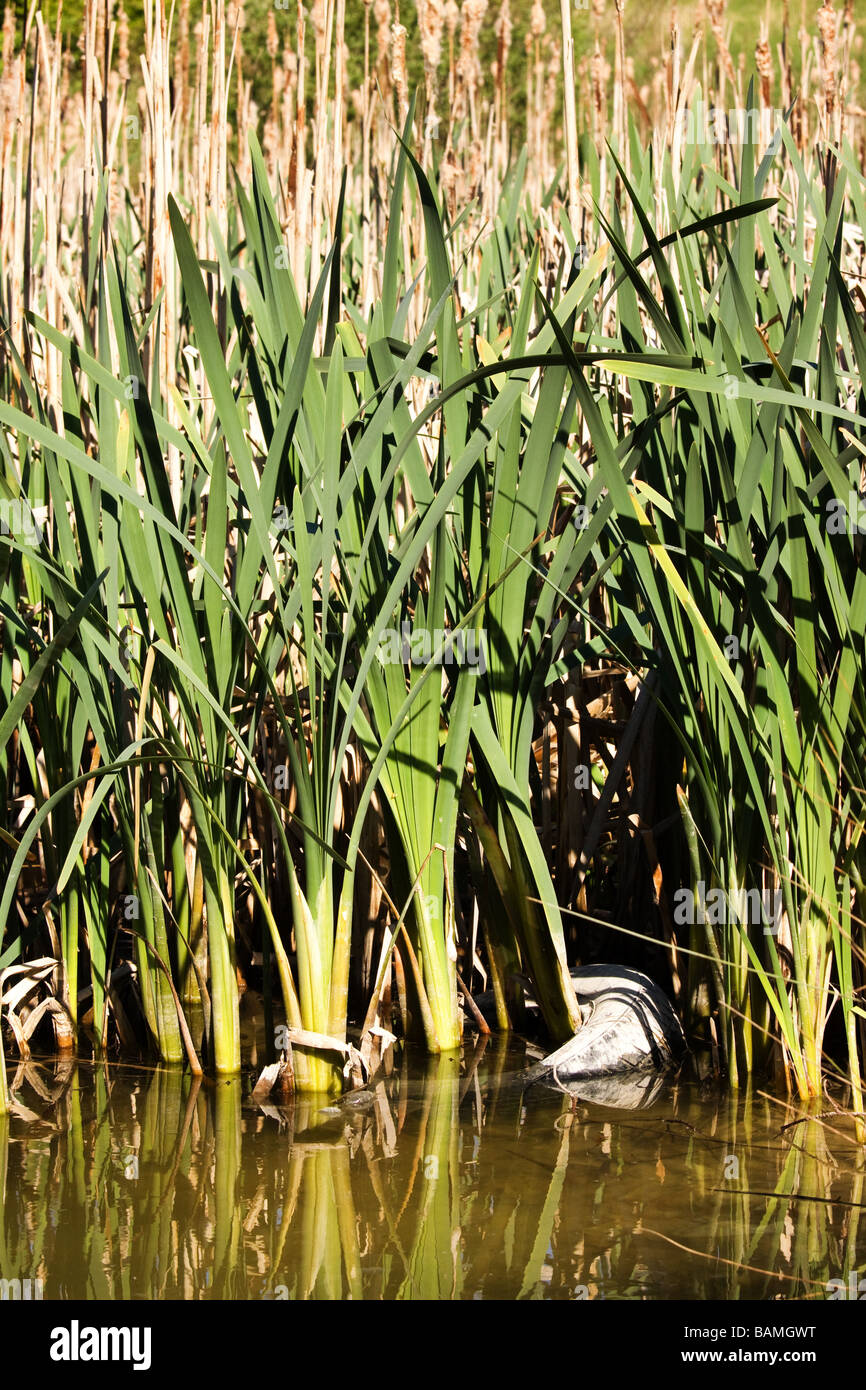 pond with reeds Stock Photo - Alamy