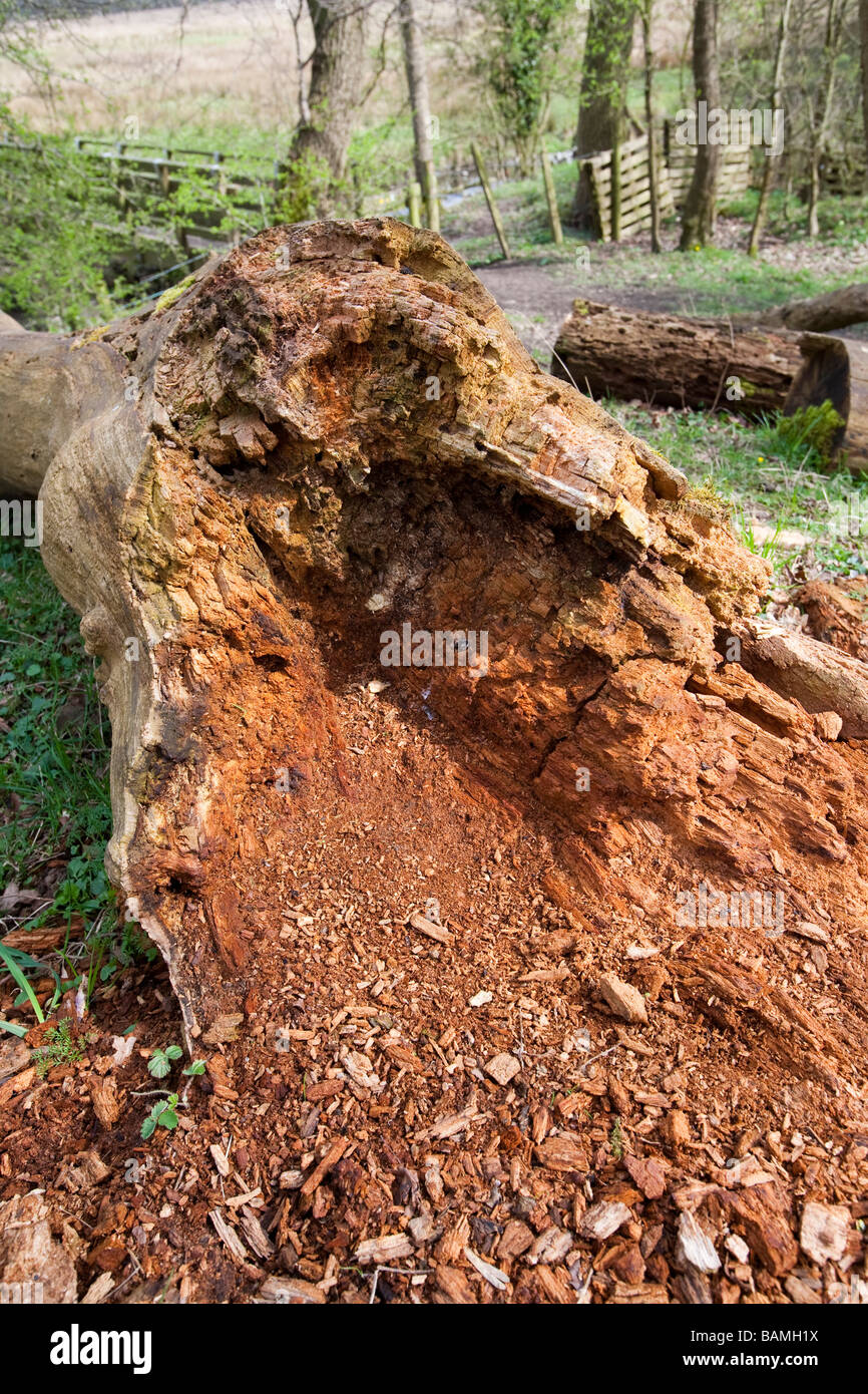 A rotting tree on a woodland floor near Clitheroe Lancashire UK Stock ...