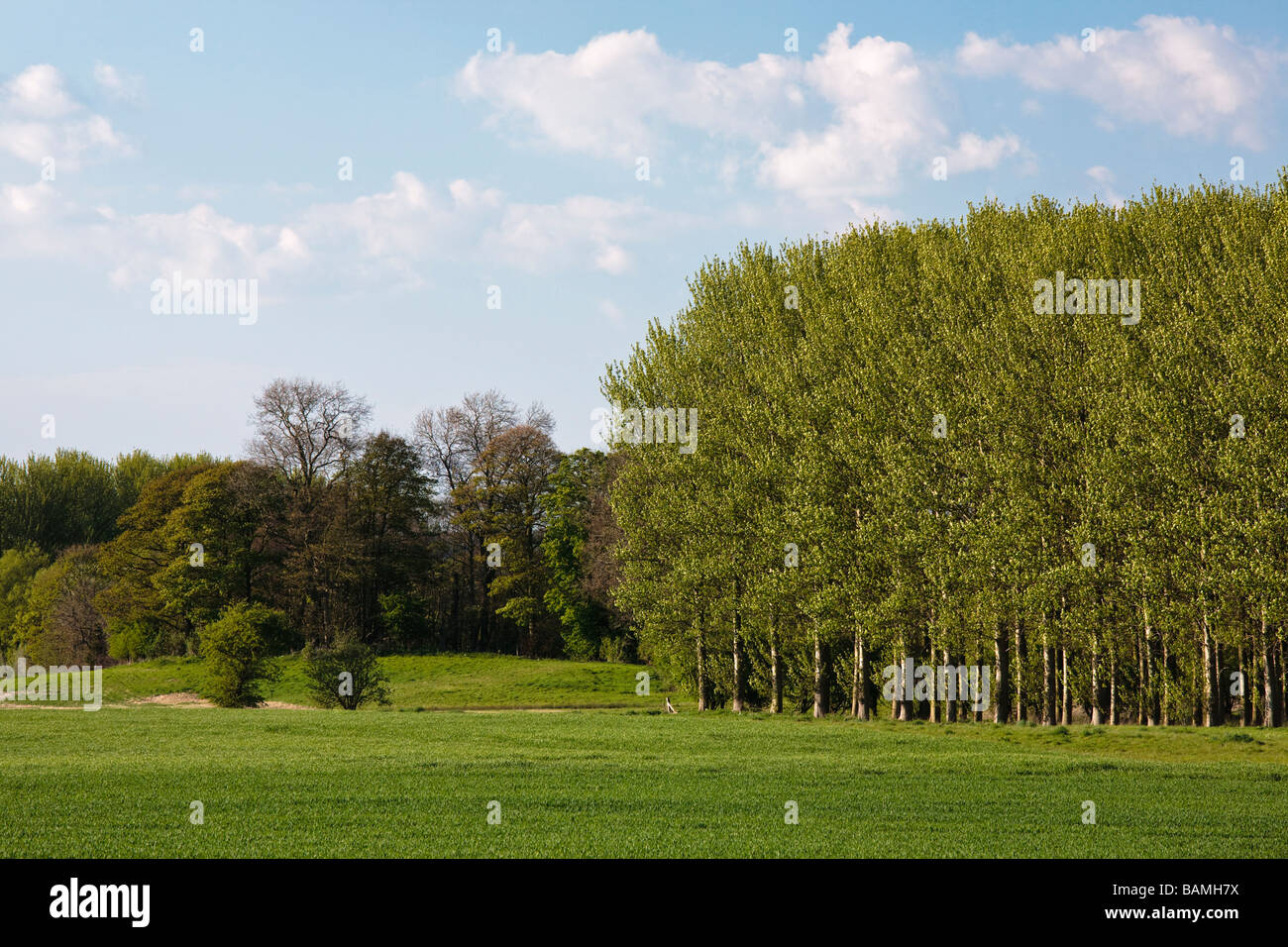Poplar Tree Palantation, Burton Agnes, East Yorkshire, England, UK ...