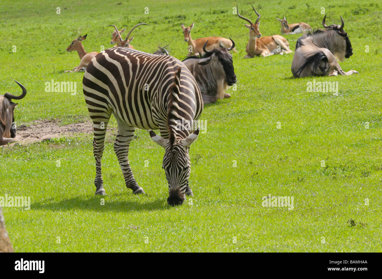Zebra green grass hi-res stock photography and images - Alamy