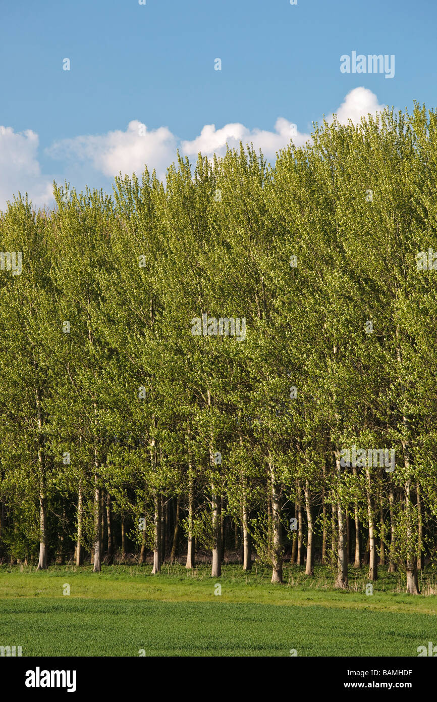 Poplar Tree Palantation, Burton Agnes, East Yorkshire, England, UK ...