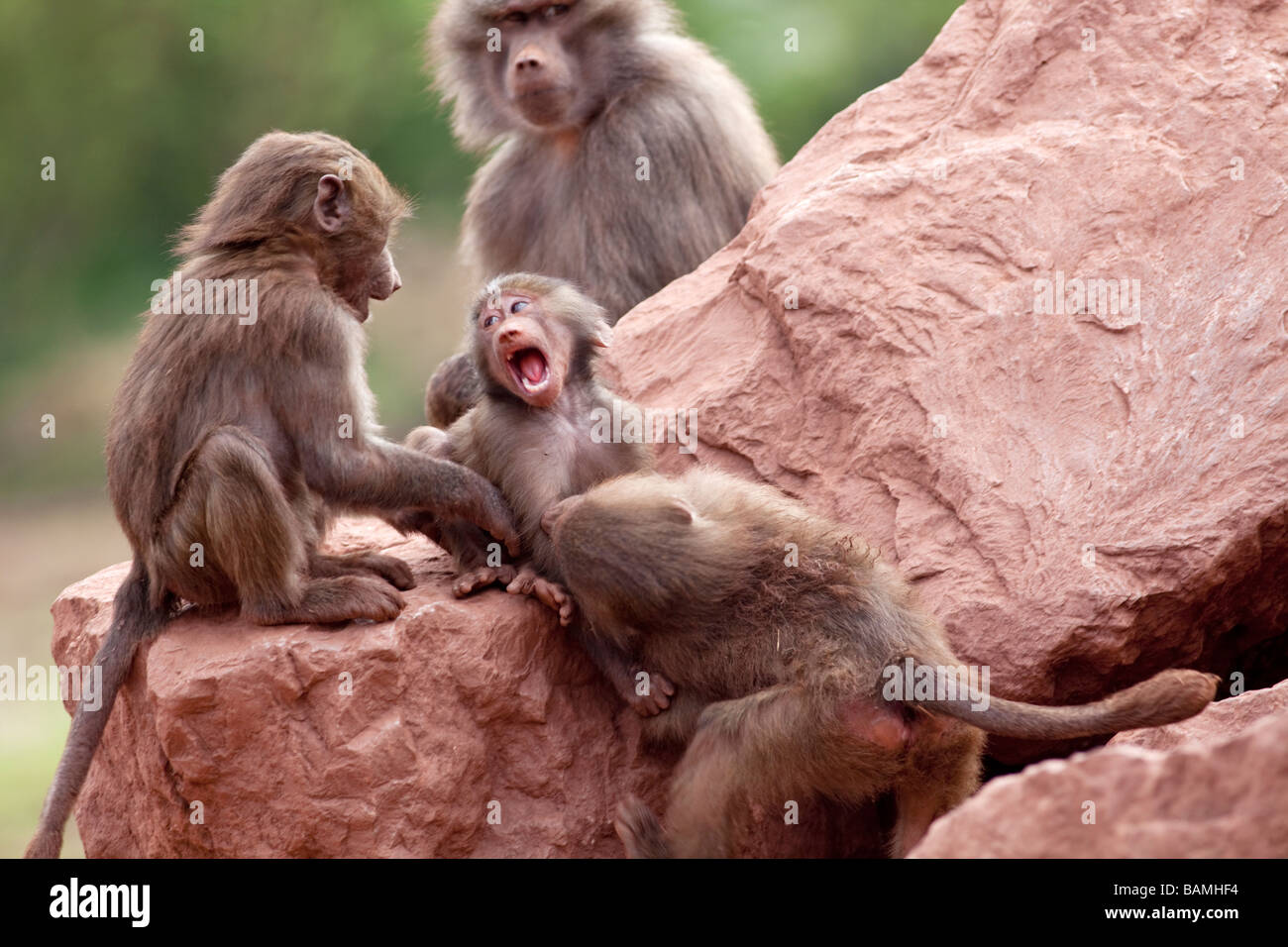 Hamadryas Baboons Papio hamadryas Stock Photo - Alamy