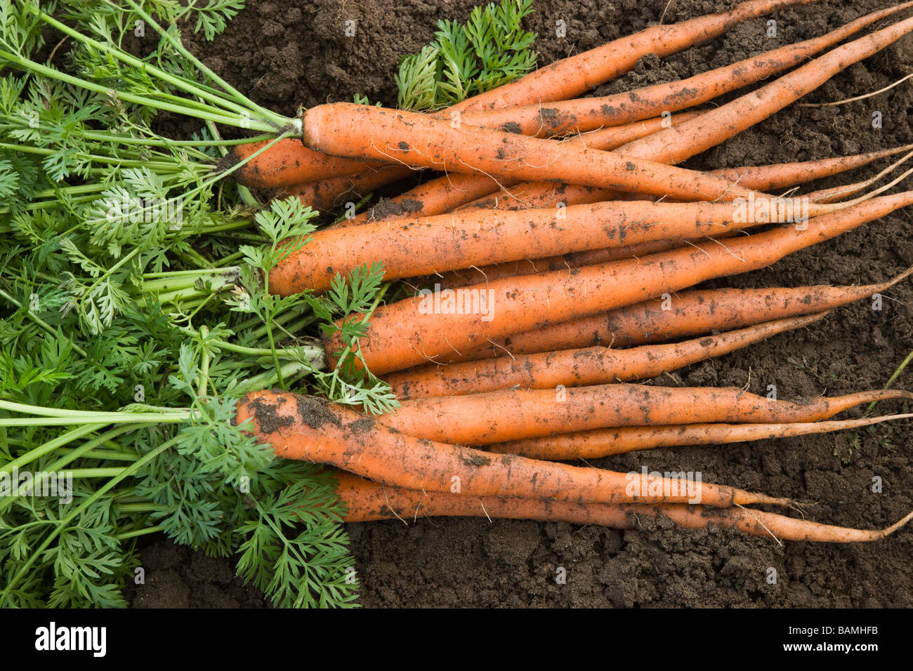 Taproot plant hi-res stock photography and images - Alamy