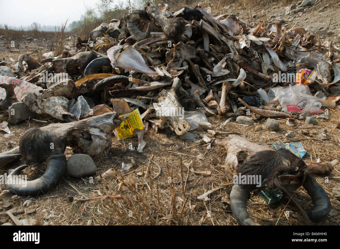 Buffalo bones pile hi-res stock photography and images - Alamy