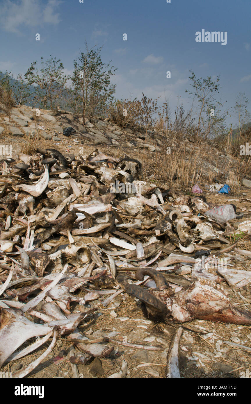Buffalo bones pile hi-res stock photography and images - Alamy