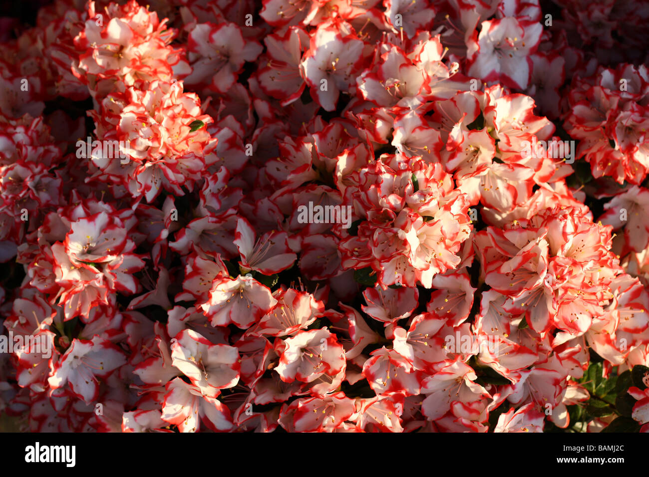 Bouquet of pink azalea, in Rome, Italy Stock Photo - Alamy