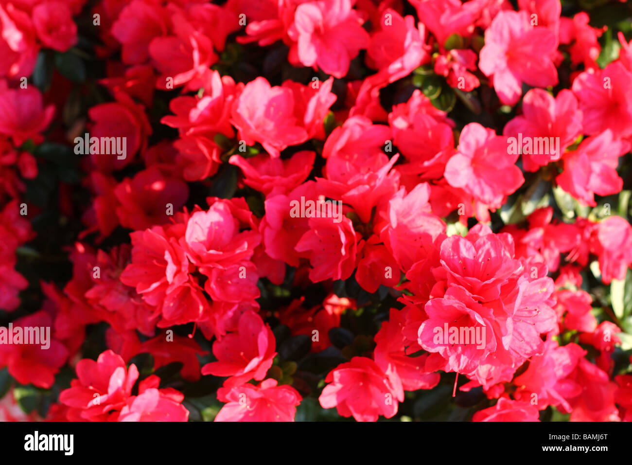 Bouquet of pink azalea in Rome Italy Stock Photo - Alamy