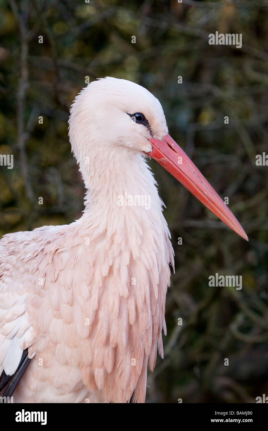 European White Stork Stock Photo - Alamy
