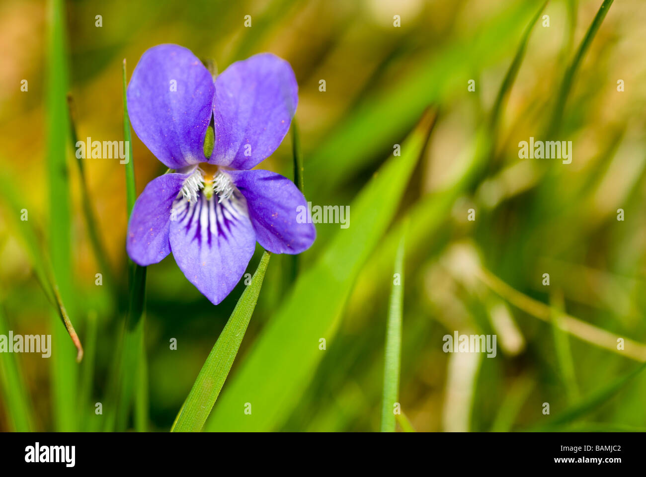 England Northumberland Haydon Bridge Common Dog Violet growing in a ...