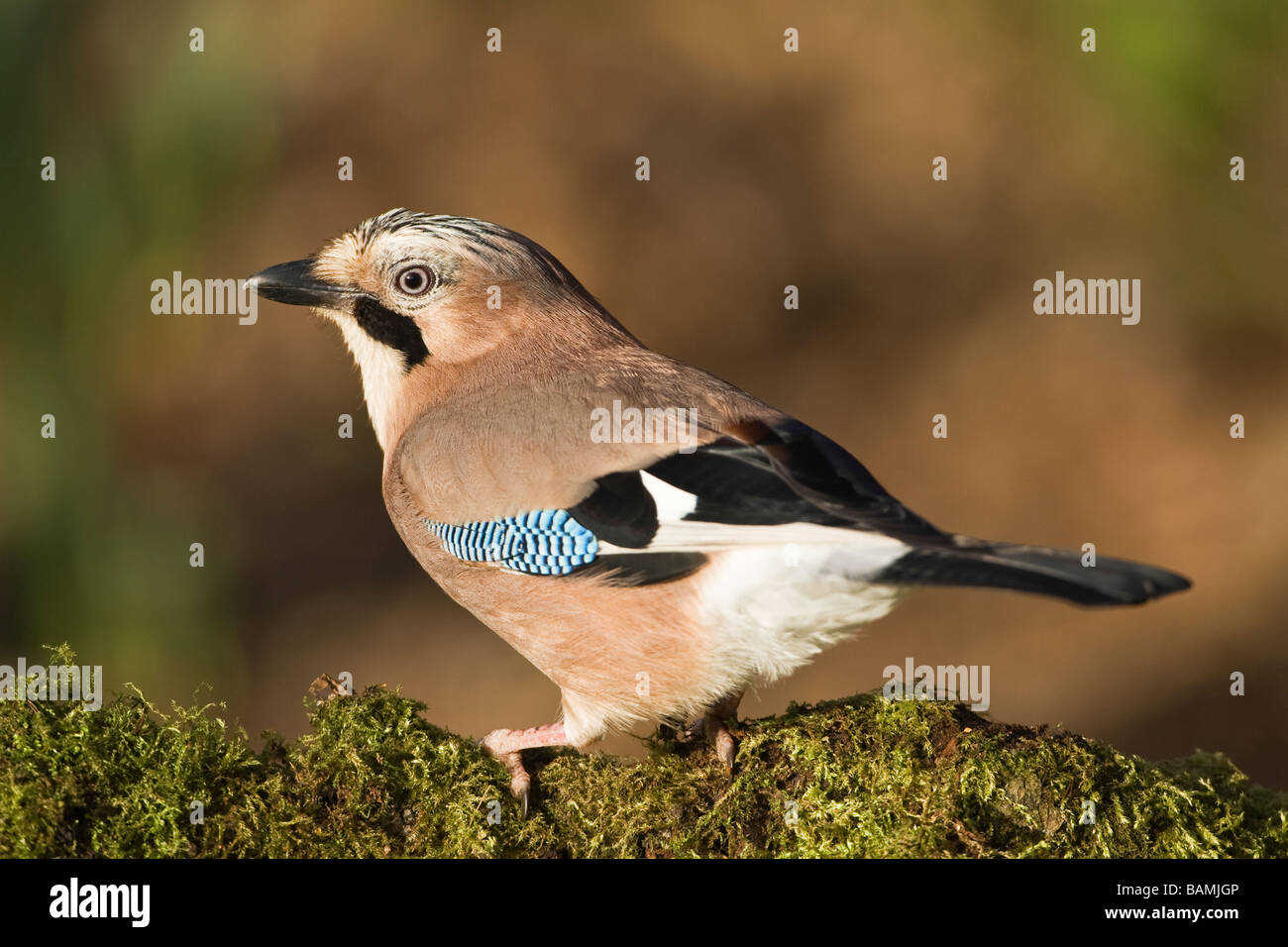 European Jay Garrulus glandarius on moss covered branch Stock Photo - Alamy