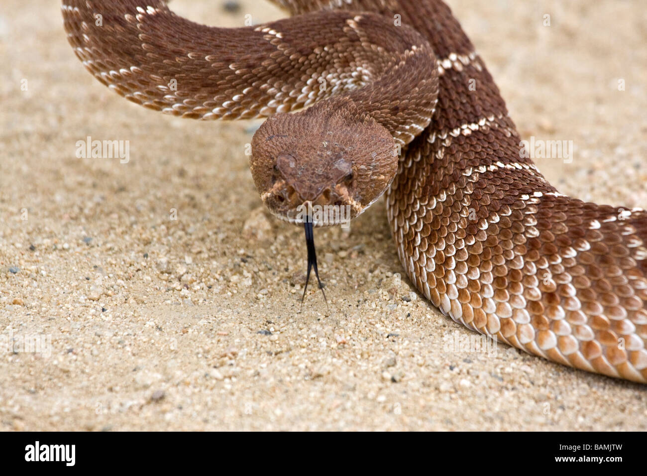 Red Diamondback Rattlesnake Stock Photo - Alamy