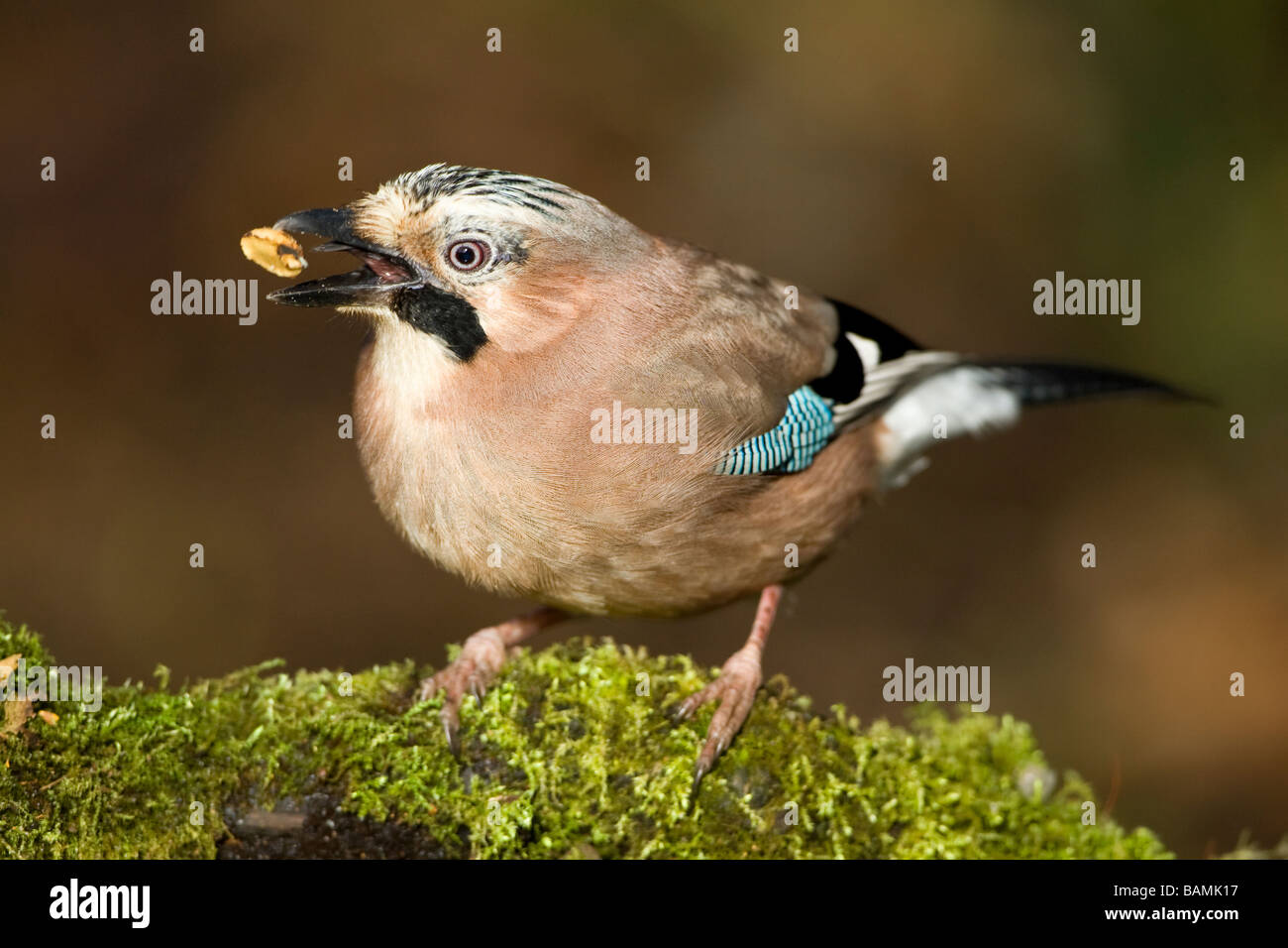 European Jay Garrulus glandarius on moss covered branch Stock Photo - Alamy