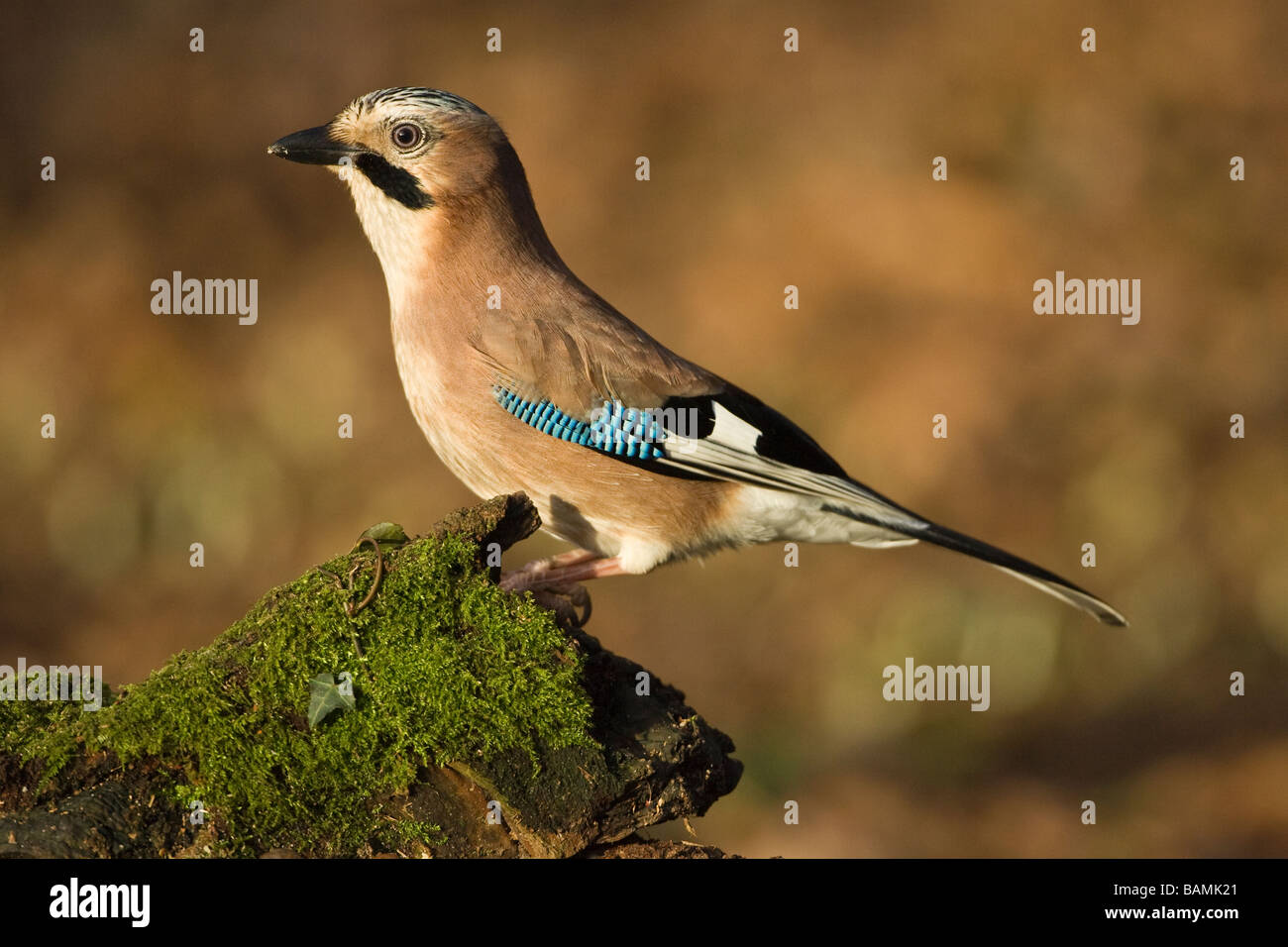 European jay hi-res stock photography and images - Alamy
