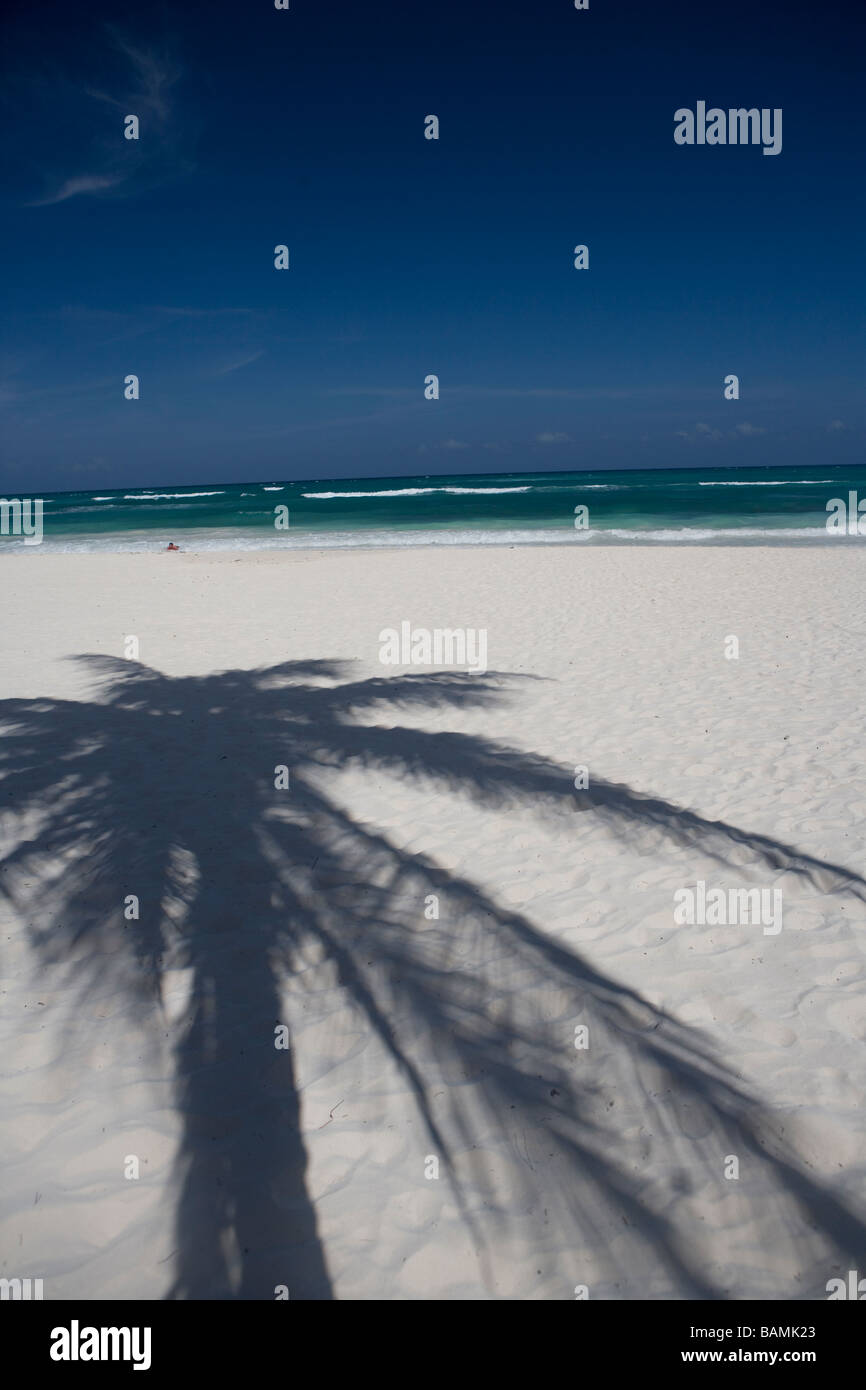 Palm tree on tulum beach hi-res stock photography and images - Alamy