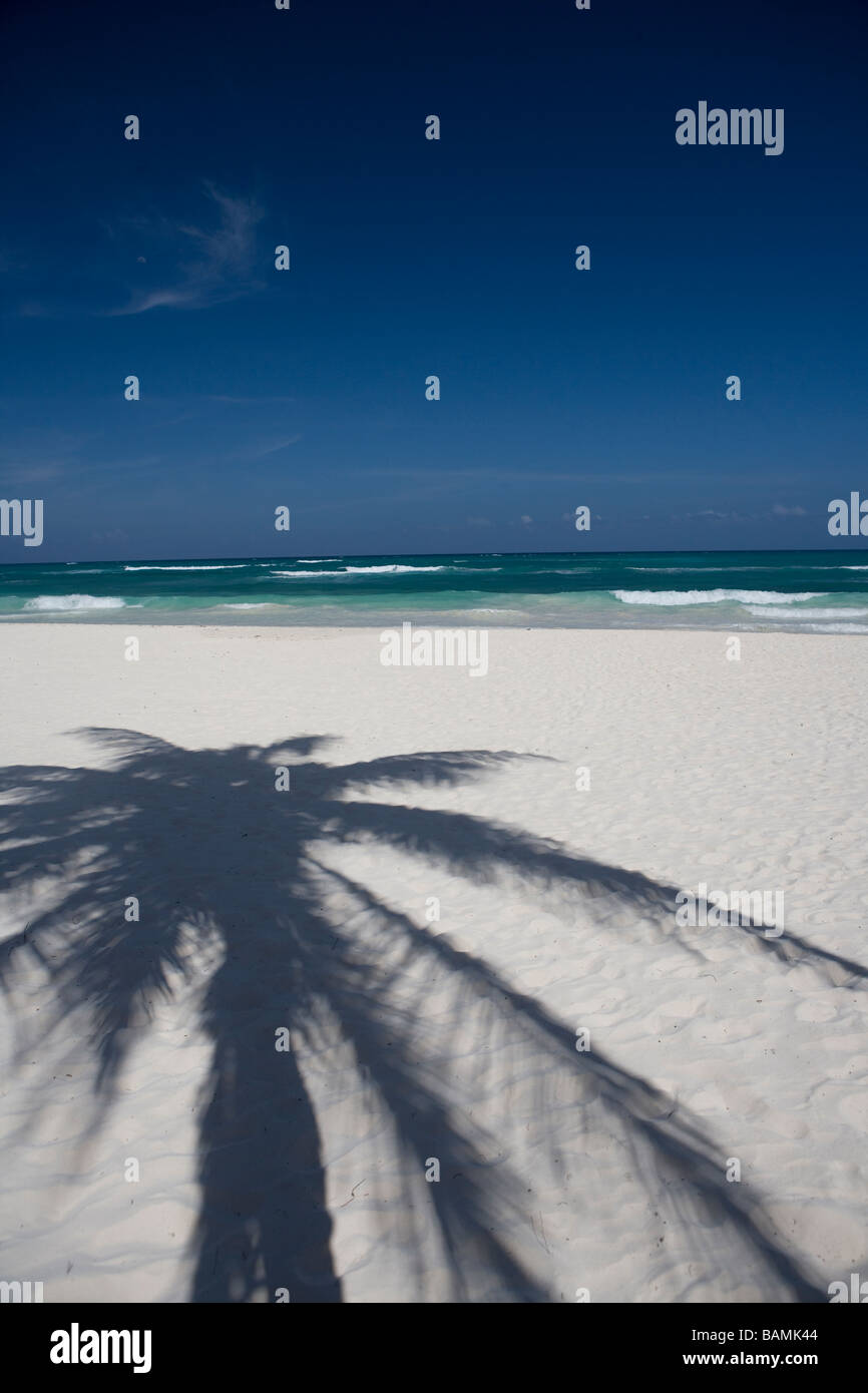 Palm tree in Tulum Mexico Stock Photo - Alamy
