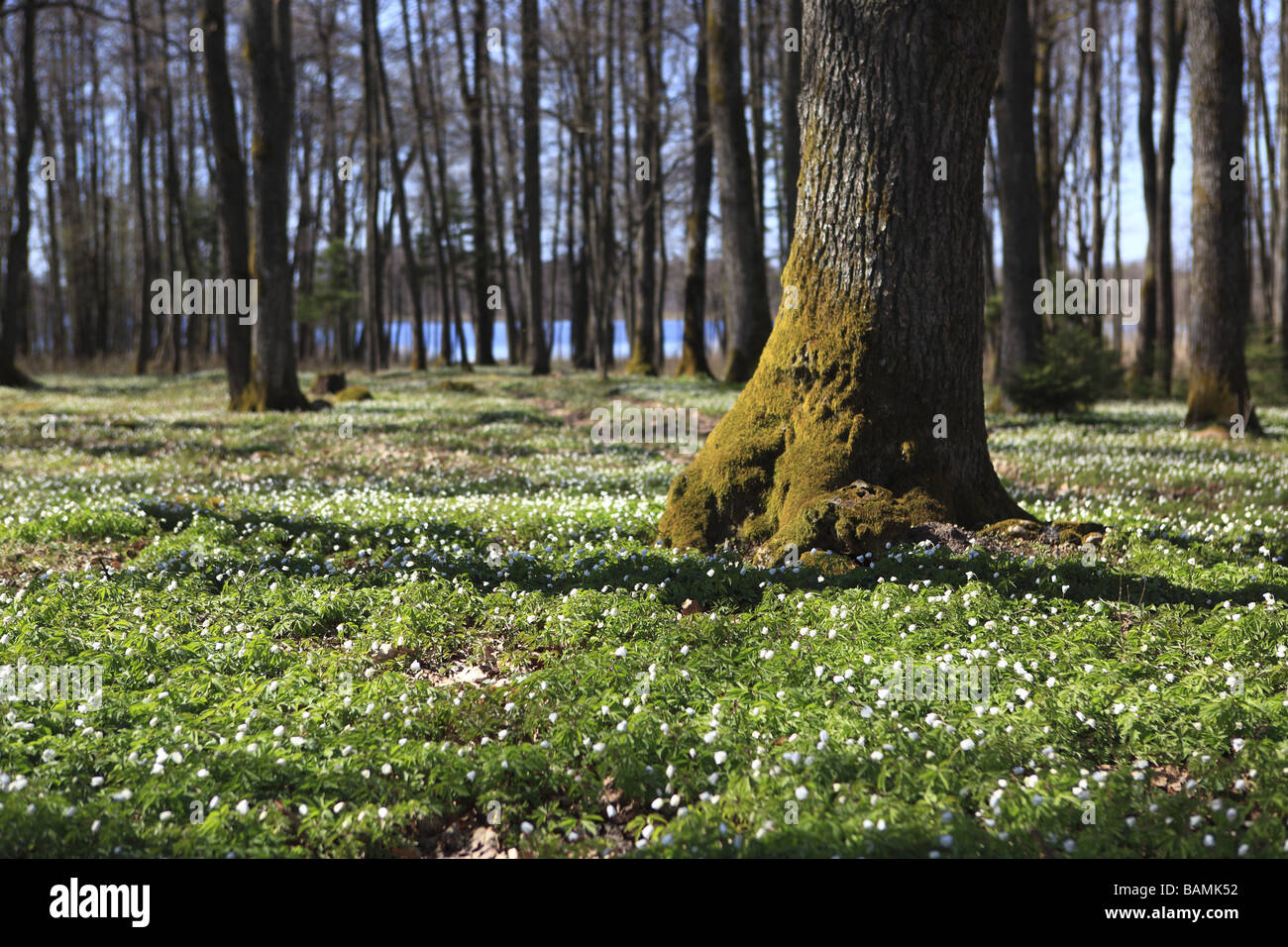 Spring in the woods Stock Photo - Alamy