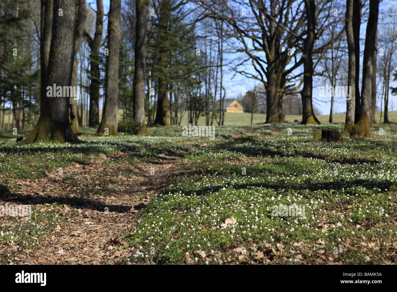 Lithuanian countryside Stock Photo - Alamy