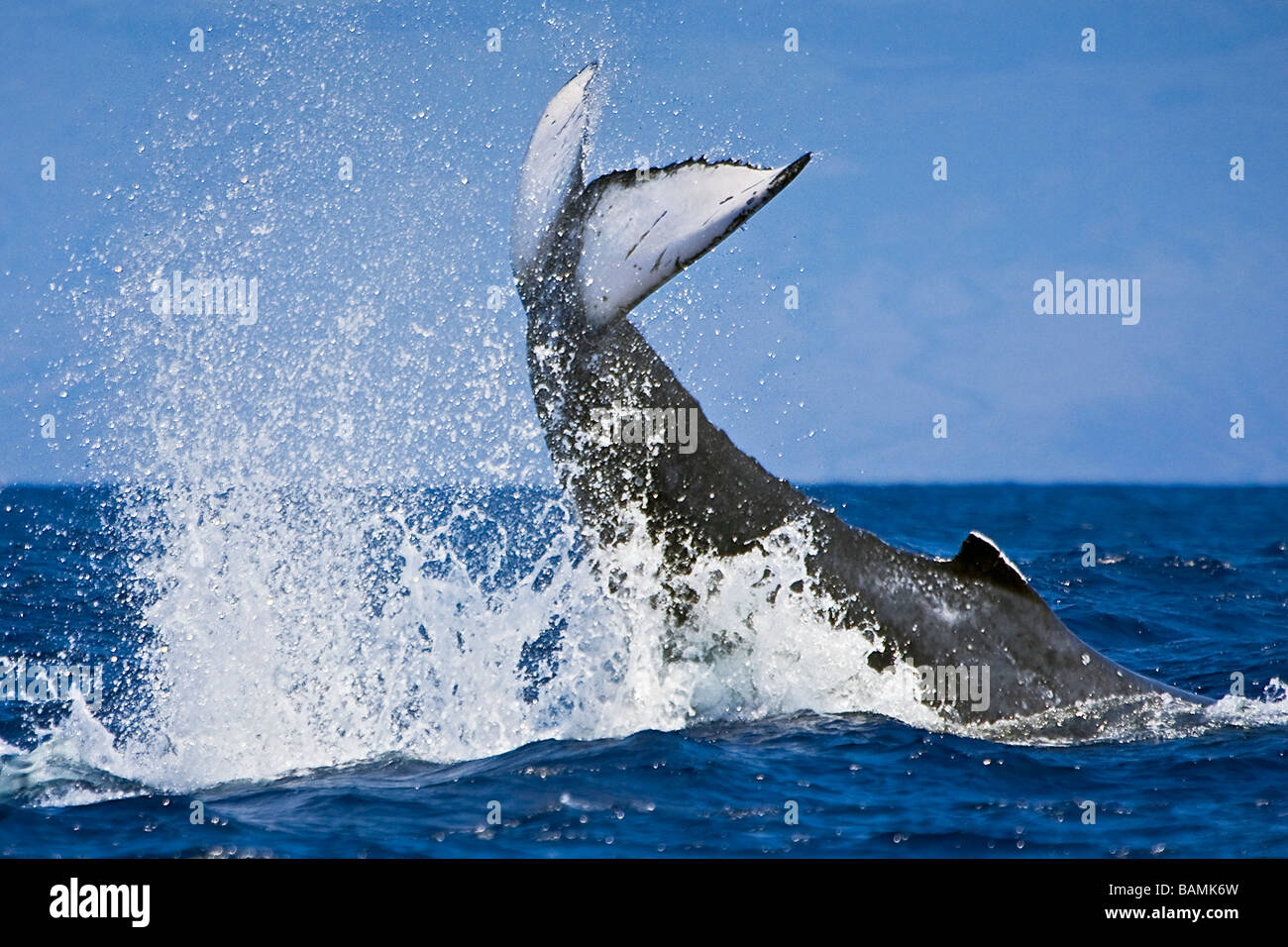 Throw Fish High Resolution Stock Photography and Images - Alamy