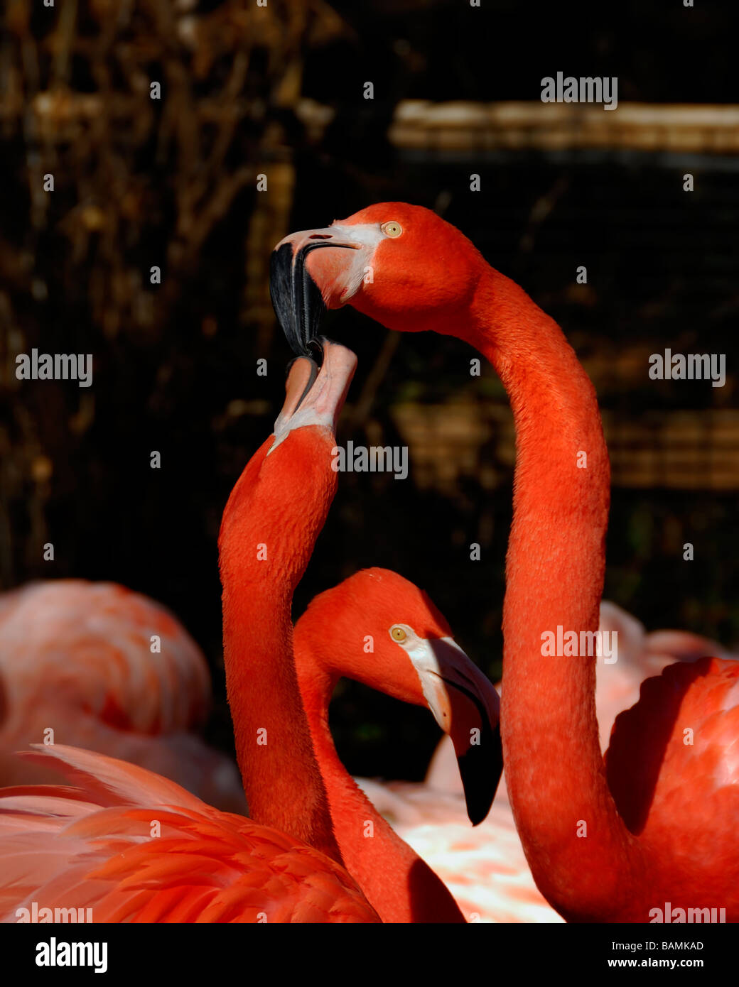 Flamincos birds hi-res stock photography and images - Alamy