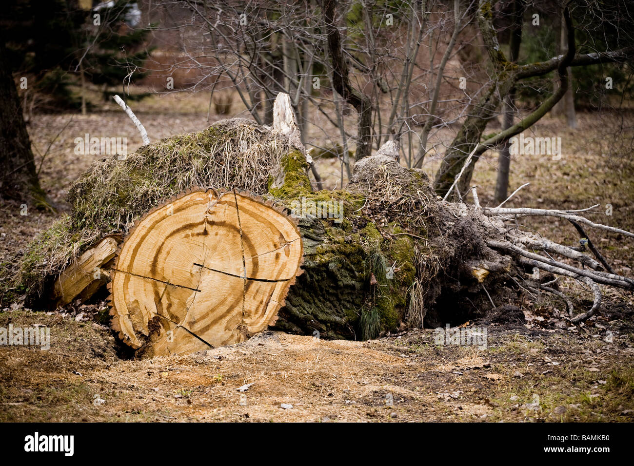 cut down tree Stock Photo - Alamy