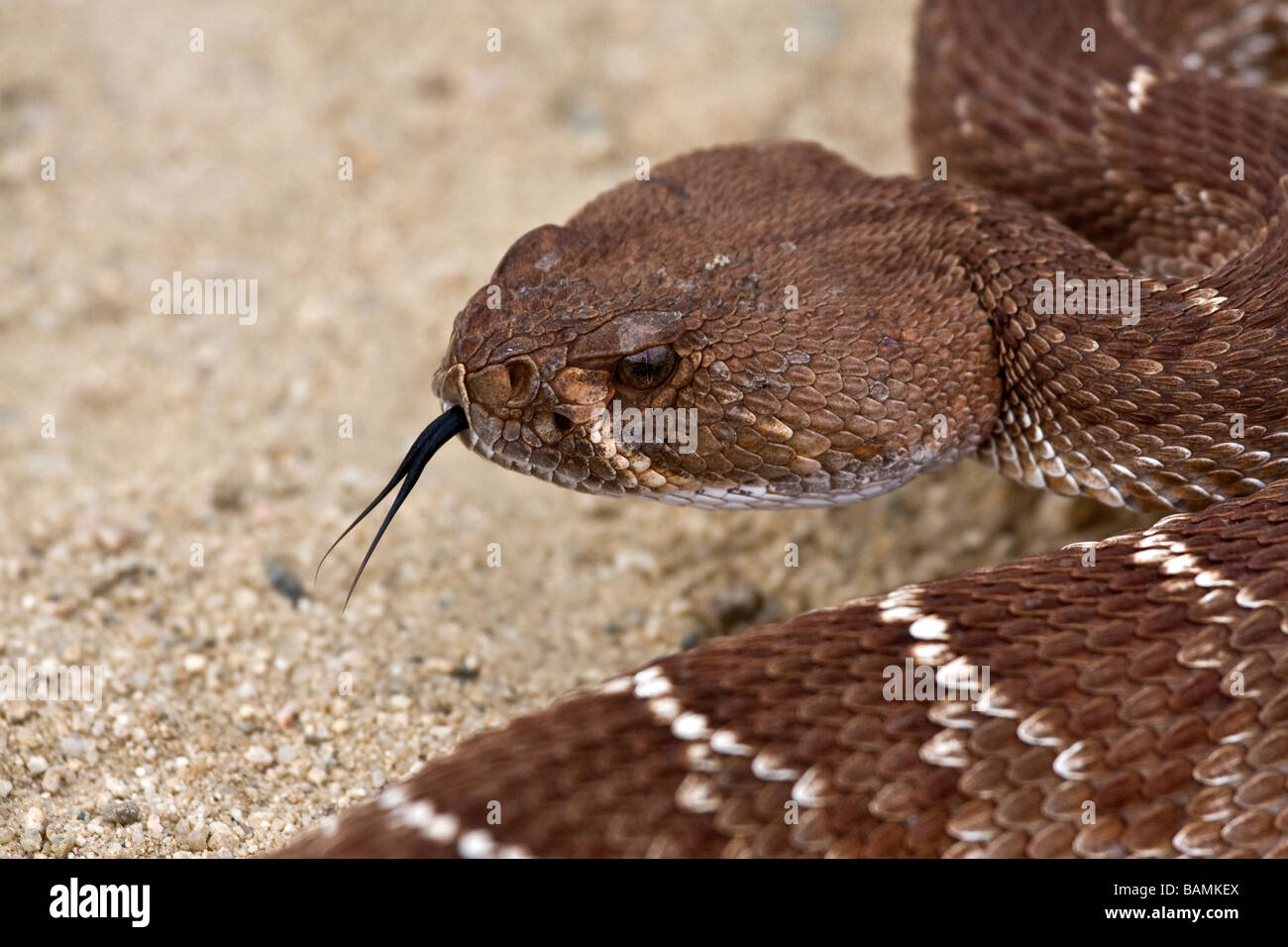 Red Diamond Rattlesnake Red Diamond Rattlesnake Hi Res Stock
