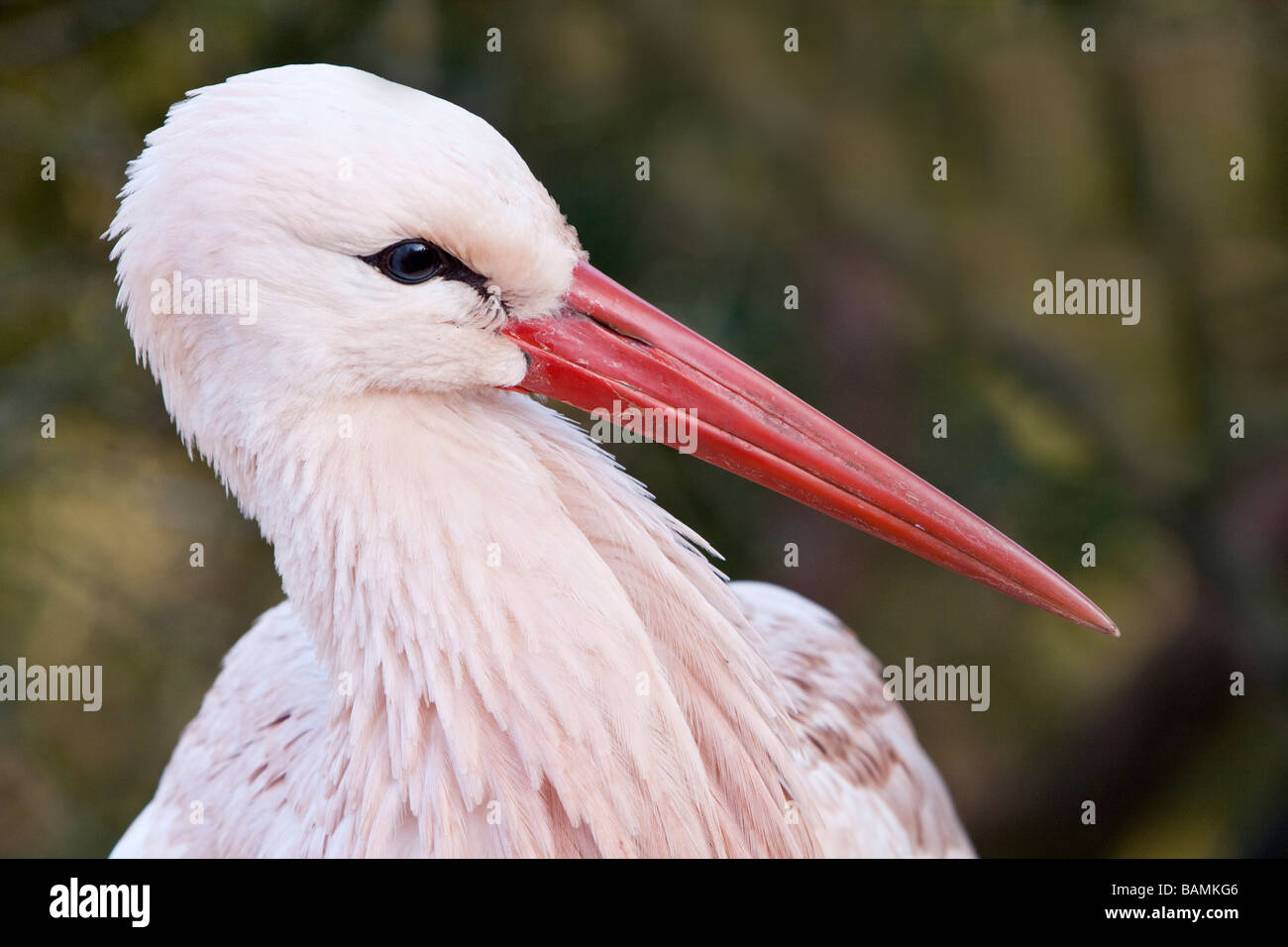 European White Stork Stock Photo - Alamy