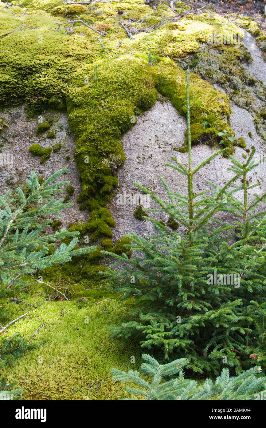 Moss covered granite Boulder Stock Photo - Alamy