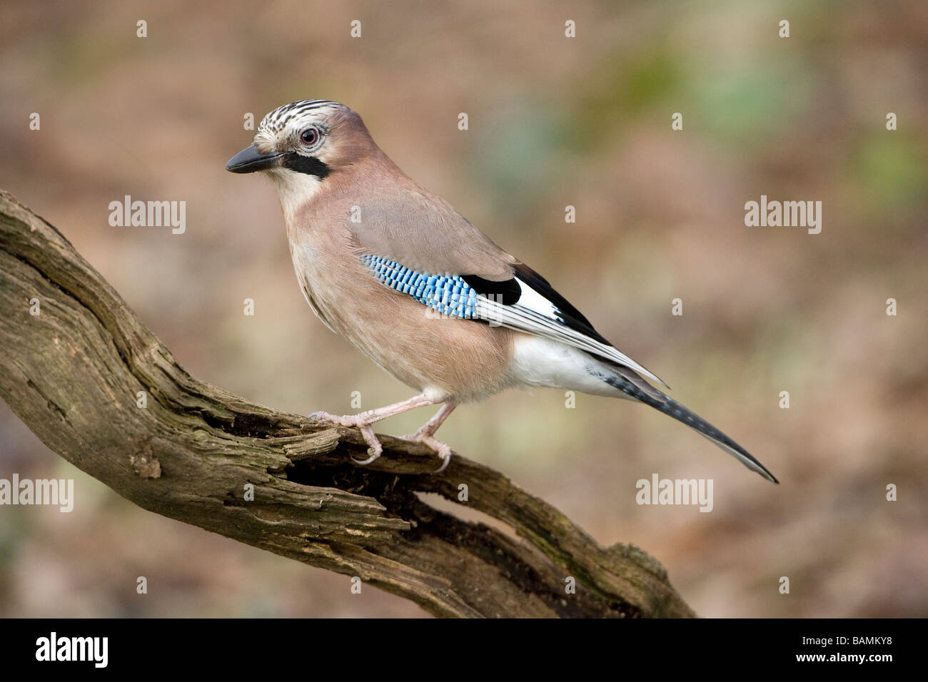 European Jay Garrulus glandarius on moss covered branch Stock Photo - Alamy