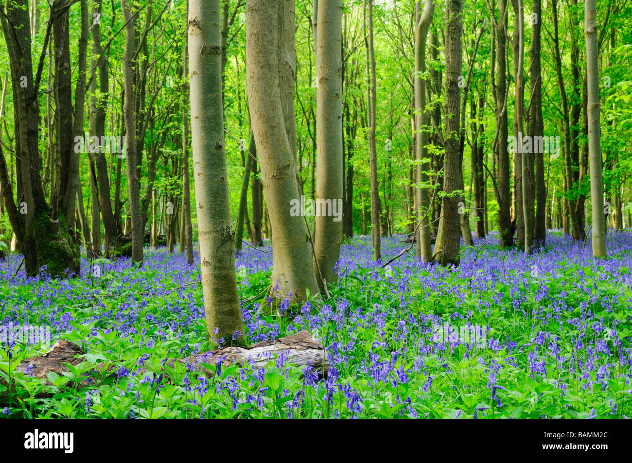 Waresley and gransden wood hi-res stock photography and images - Alamy